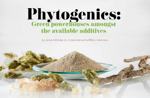 The Global Miller: Phytogenics: Green powerhouses amongst the available ...