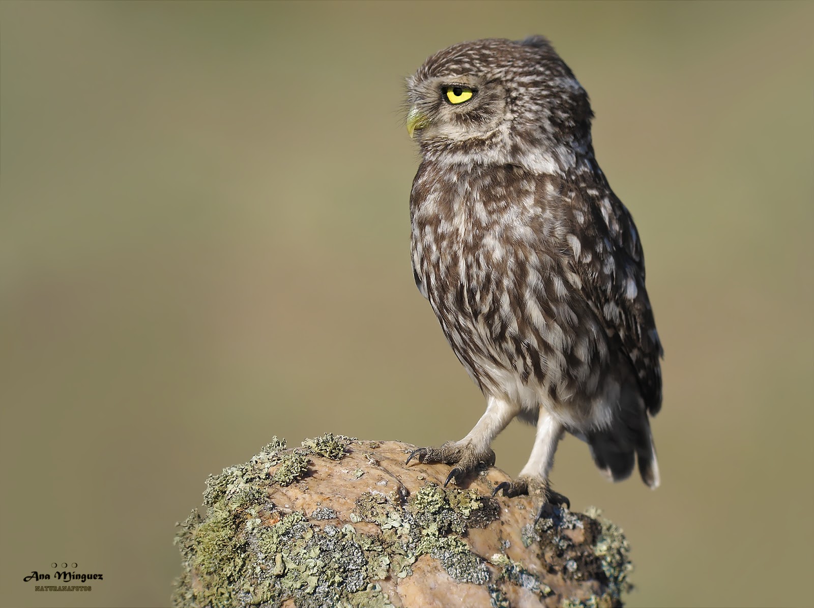 NATURANAFOTOS: Mochuelos