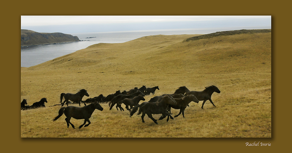 Rachel Imrie's Blog: Helicopter Flight, Tour of Umnak-November 1st, 2009