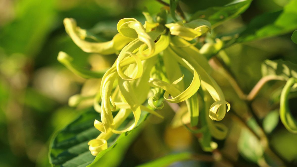 Inilah Manfaat Khasiat Bunga Kenanga Bagi Kesehatan Tubuh