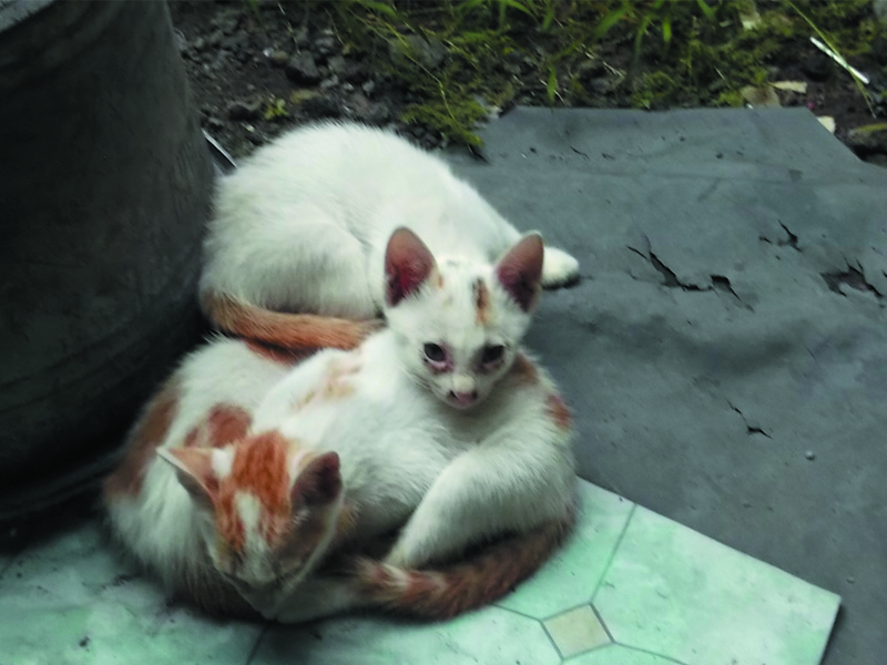 Tips mengatasi kucing yang malas bergerak | Kucing gue