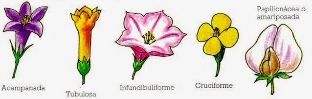 Ciencias 1º ESO: FLORES