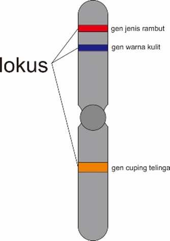 [RANGKUMAN DAN MATERI LENGKAP] Pewarisan Sifat pada Makhluk Hidup ...