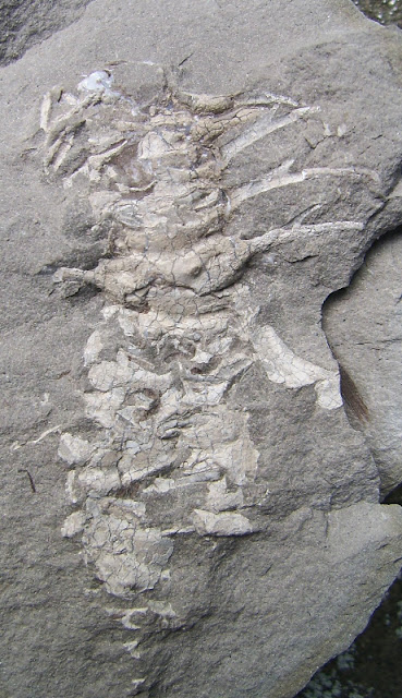 Life Before the Dinosaurs: Myriacantherpestes.