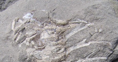 Life Before the Dinosaurs: Myriacantherpestes.