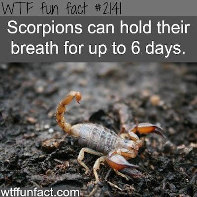 Scorpions Fun Facts #007: | Scorpio Quotes