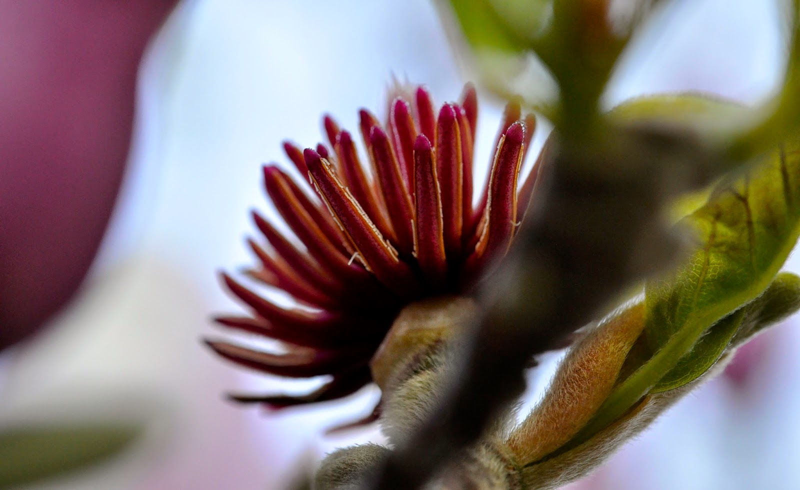 ORIGAMI MAMI: Magnificent Magnolias in bloom!
