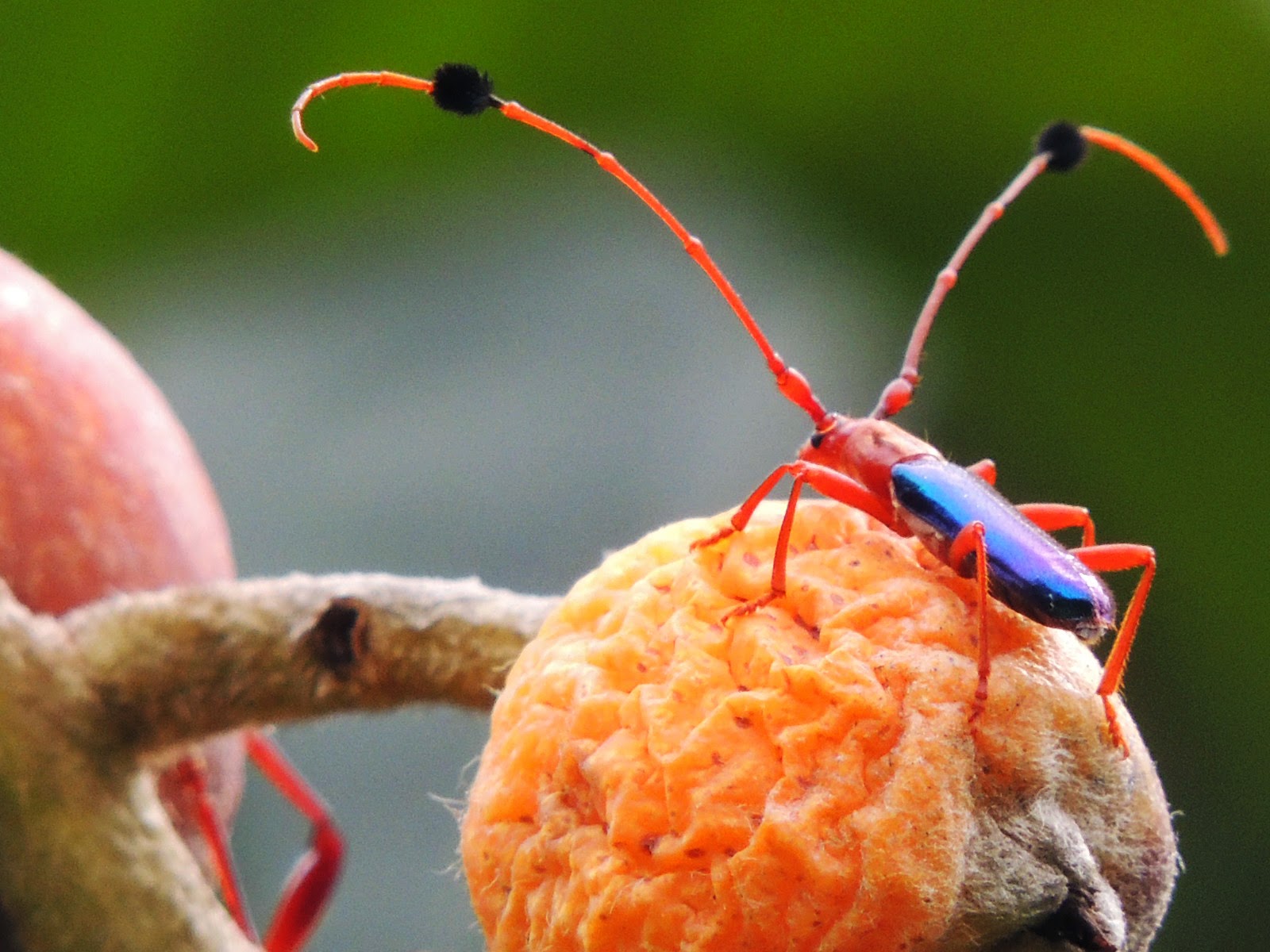 Amanda no País das Maravilhas: Compsocerus violaceus (Besouro viola ...
