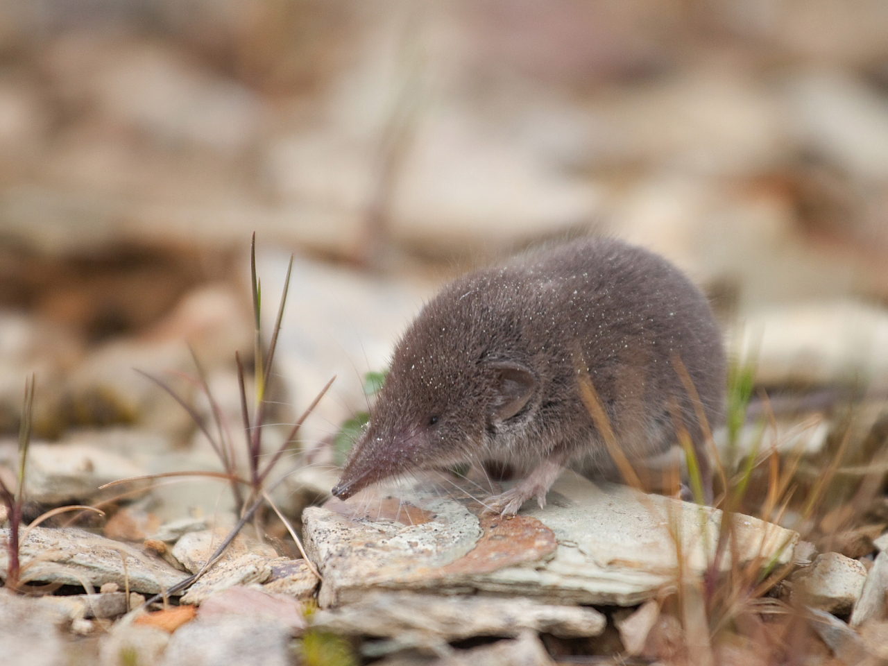 Aves , Insectos y demas en Asturias: Musaraña común-Crocidura russula