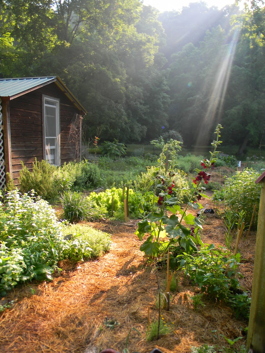Homestead Blessings : Garden Blessings