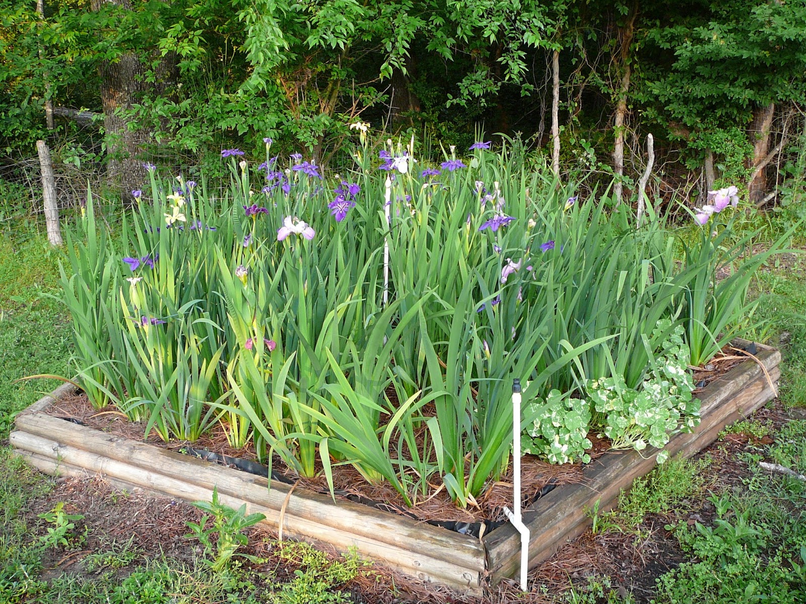 World of Irises: Growing Louisiana Irises