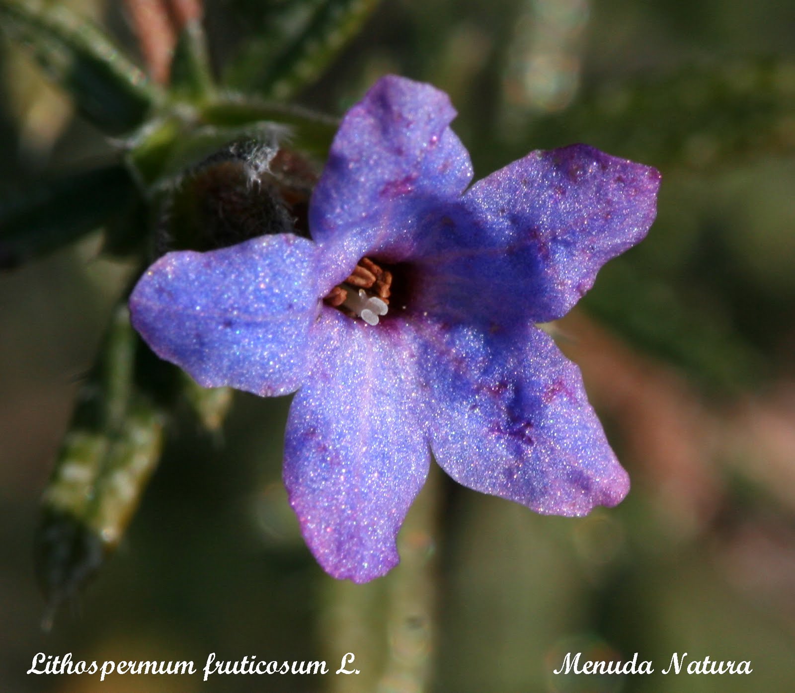 Menuda Natura: Lithospermum fruticosum L.
