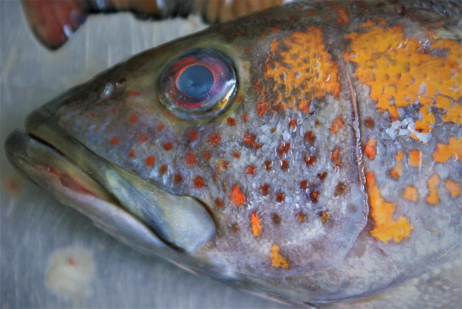 The Humboldt Current System: Islas, Islotes y Puntas Guaneras del Perú ...