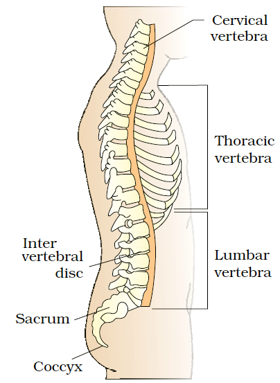 Locomotion and Movement - Notes | Class 11 | Part 3: Human Skeletal System