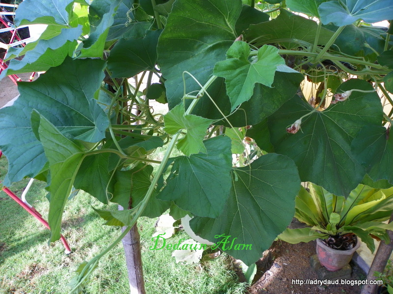 Dedaun Alam: Labu Botol