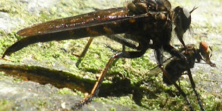 FRANQUEADORA TSERV - RUMO A EUROPA: VOCÊ CONHECE A MOSCA DO BERNE?