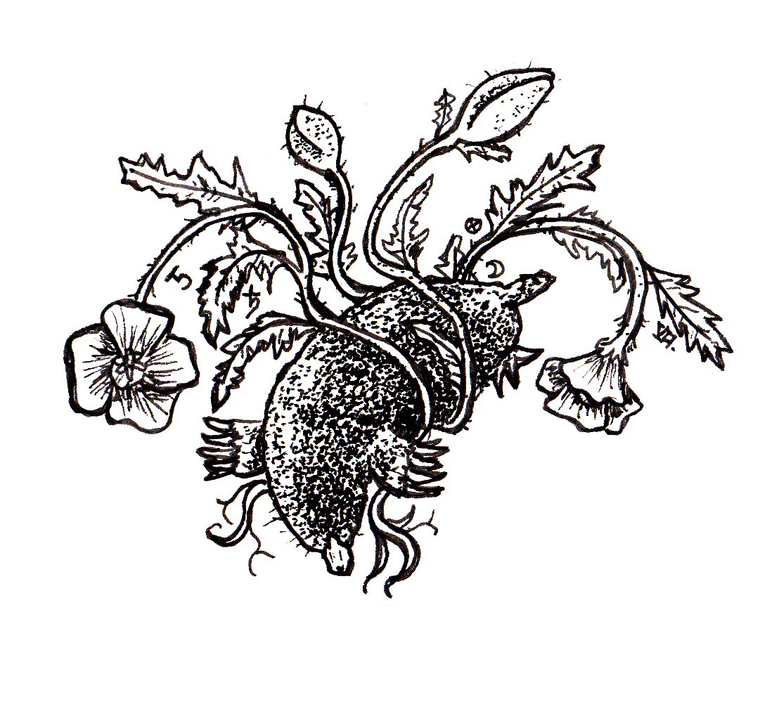 The Folklore of Mole Medicine / VIA HEDERA