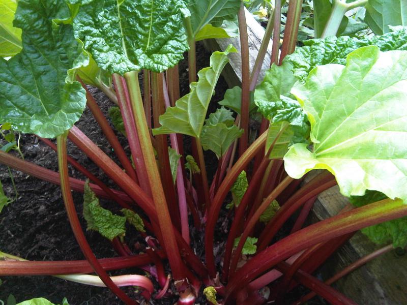 HOW TO GROW RHUBARB |The Garden of Eaden