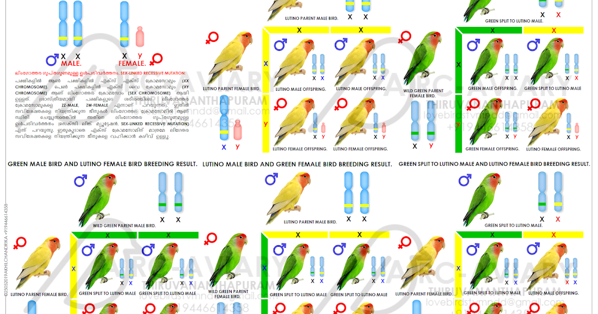 സെക്സ് ലിങ്ക് റീസെസ്സിവ് മ്യൂട്ടേഷൻ Sex Linked Recessive Mutation