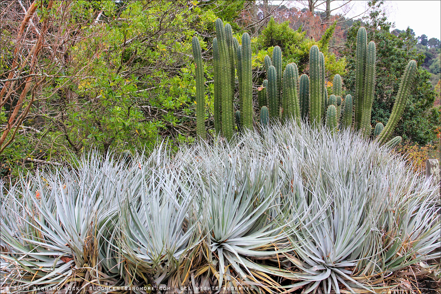 Weird and wonderful: Puya alpestris