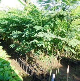 Albesia | CV. WAHYU TANI PUTRA