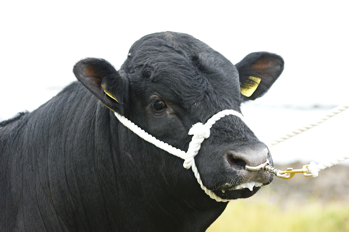 All About Animal Wildlife: Bull Images and Facts