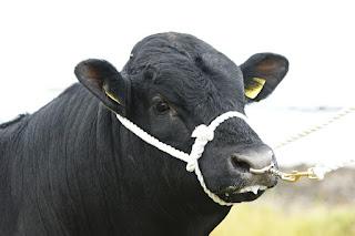 All About Animal Wildlife: Bull Images and Facts