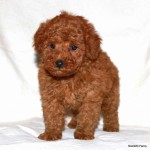 Miniature Red Poodles for Sale | AKC Poodles | Toy Apricot Poodles