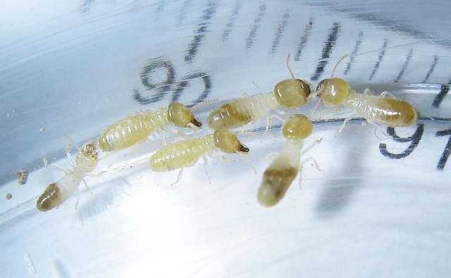 Photos and Info on Ants and Termites of Malaysia: Ancistrotermes ...