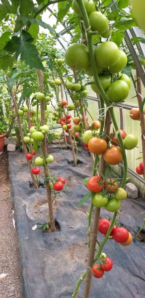 AnneAed: TOMATID KASVUHOONES