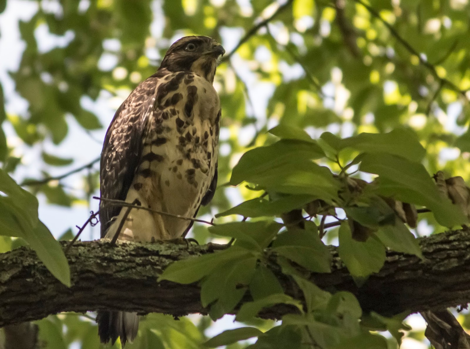 The Natural World: A Family of Red-Shouldered Hawks by Wes Deyton ...