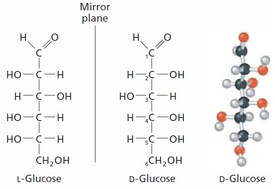 Sandwalk: Better Biochemistry: Fischer Projections