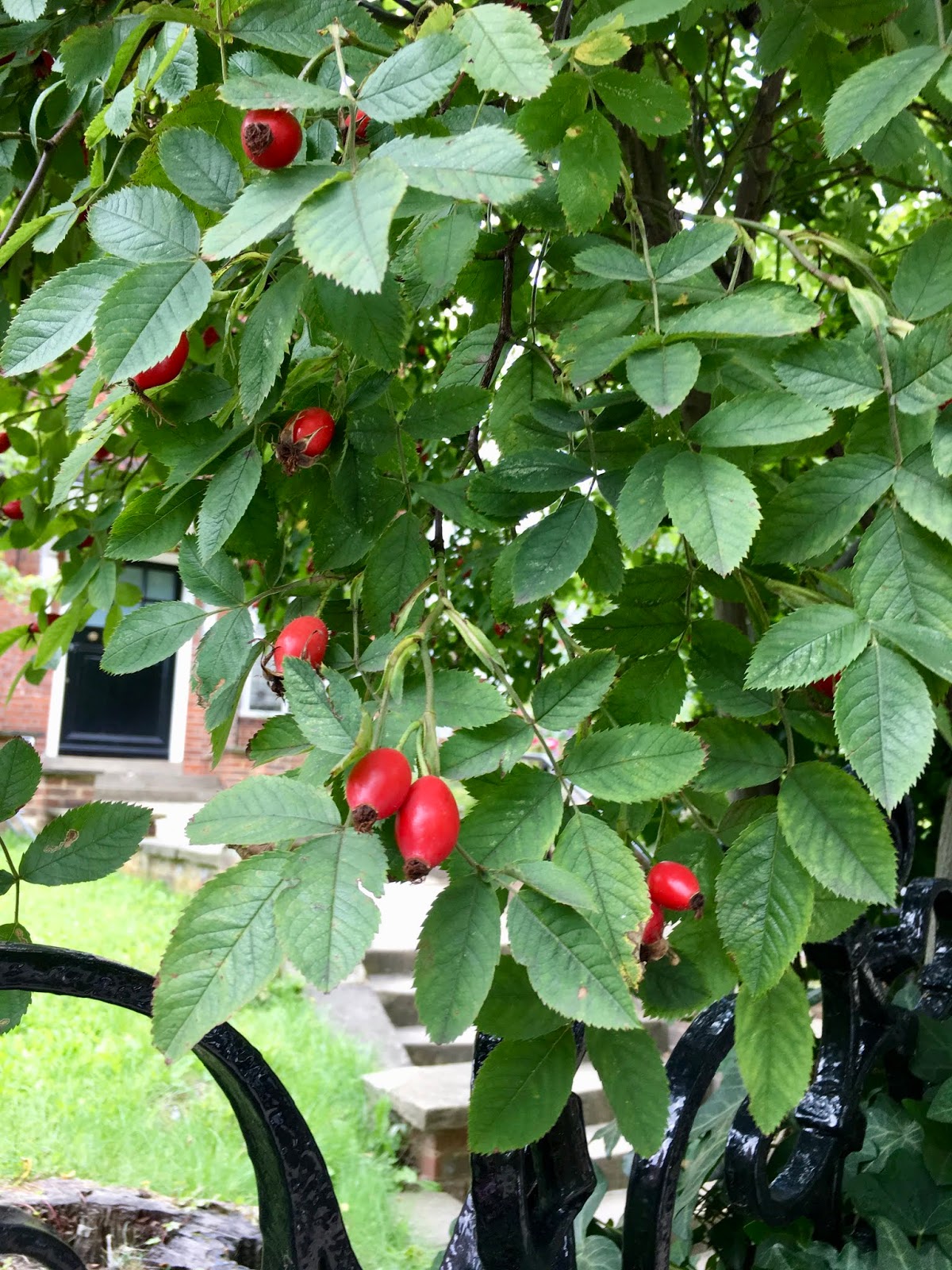 Very Berry Time. – Mezze Moments