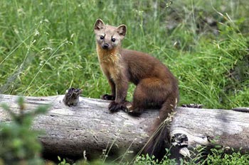 American Martens Animals | Interesting Facts & Latest Pictures | The ...