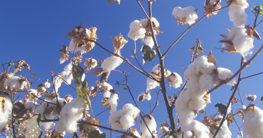 Textile Tools: Cotton | History of Cotton