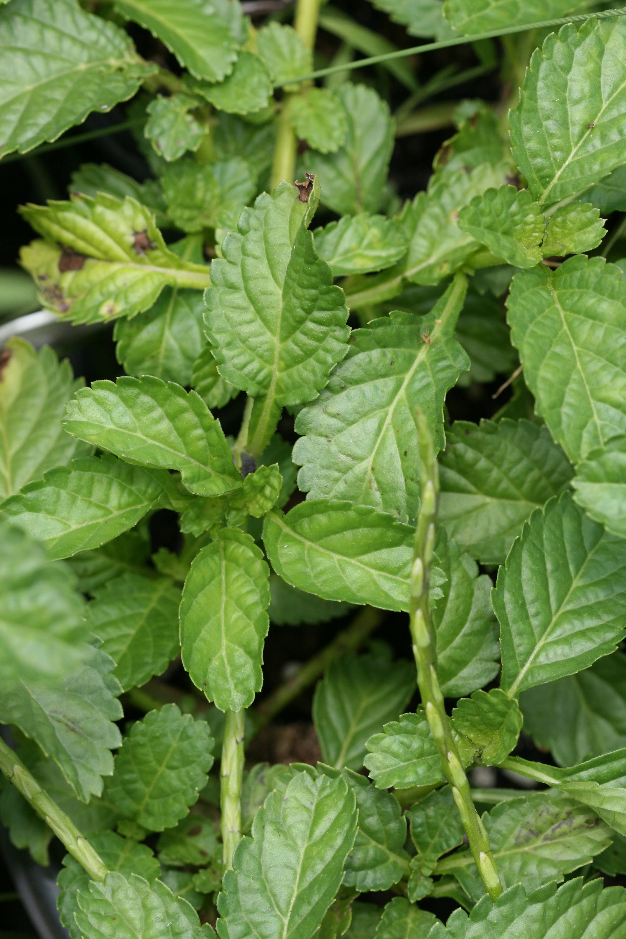 Native Florida Wildflowers: Blue Porterweed - Stachytarpheta jamaicensis