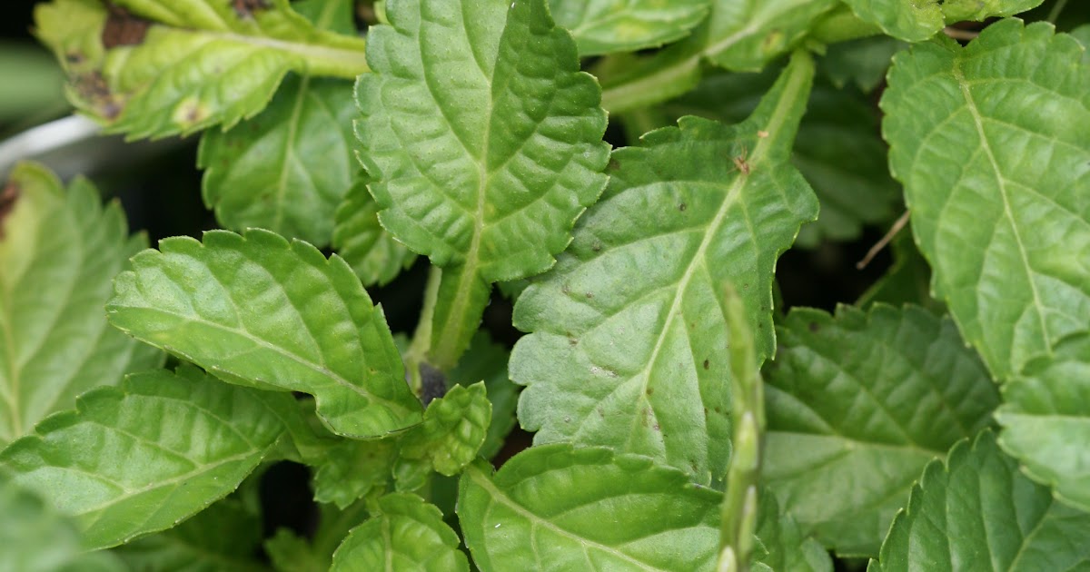Native Florida Wildflowers: Blue Porterweed - Stachytarpheta jamaicensis