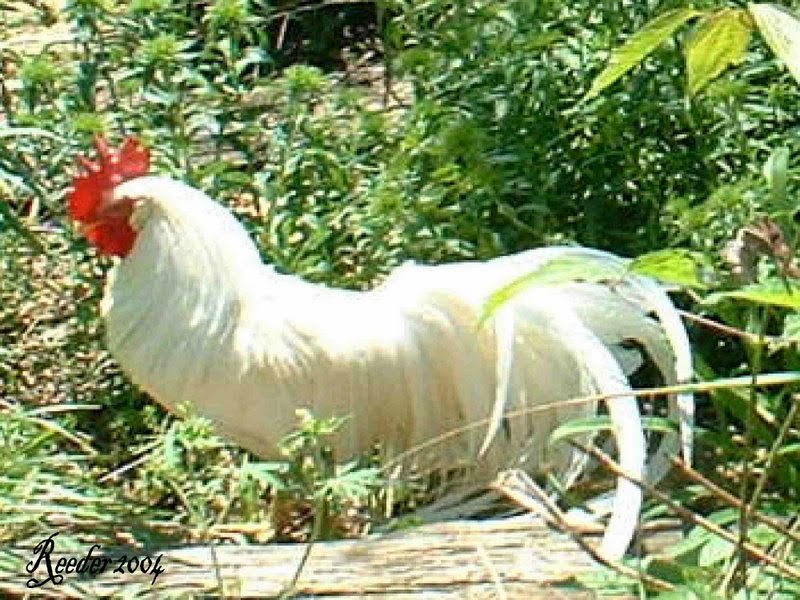 BReeder: Visual "White" in Chicken Varieties