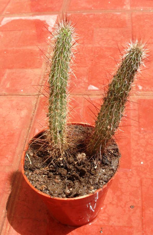 Mundo Cactus
