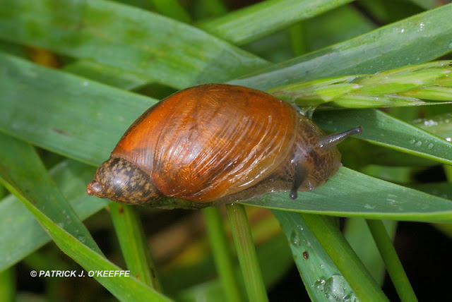 Raw Birds: LARGE AMBER SNAIL (Succinea putris) Lullymore West Bog, IPCC ...