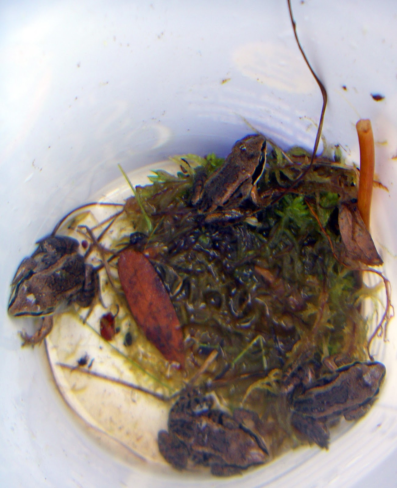 Duffyville: Things in a Bog