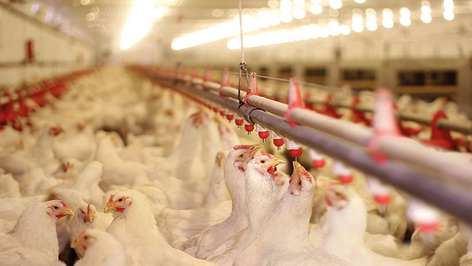 How To Calculate Water Requirement In Poultry How To Calculate Water Requirement In Poultry