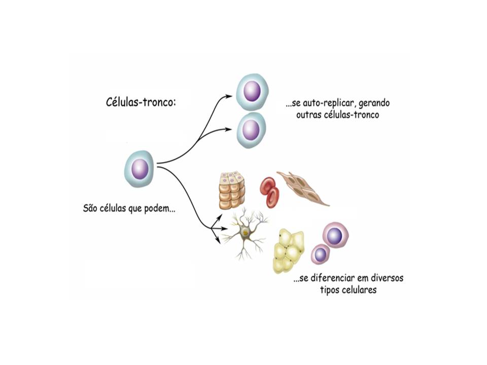 Células-tronco Embrionárias Vantagens E Desvantagens - RETOEDU