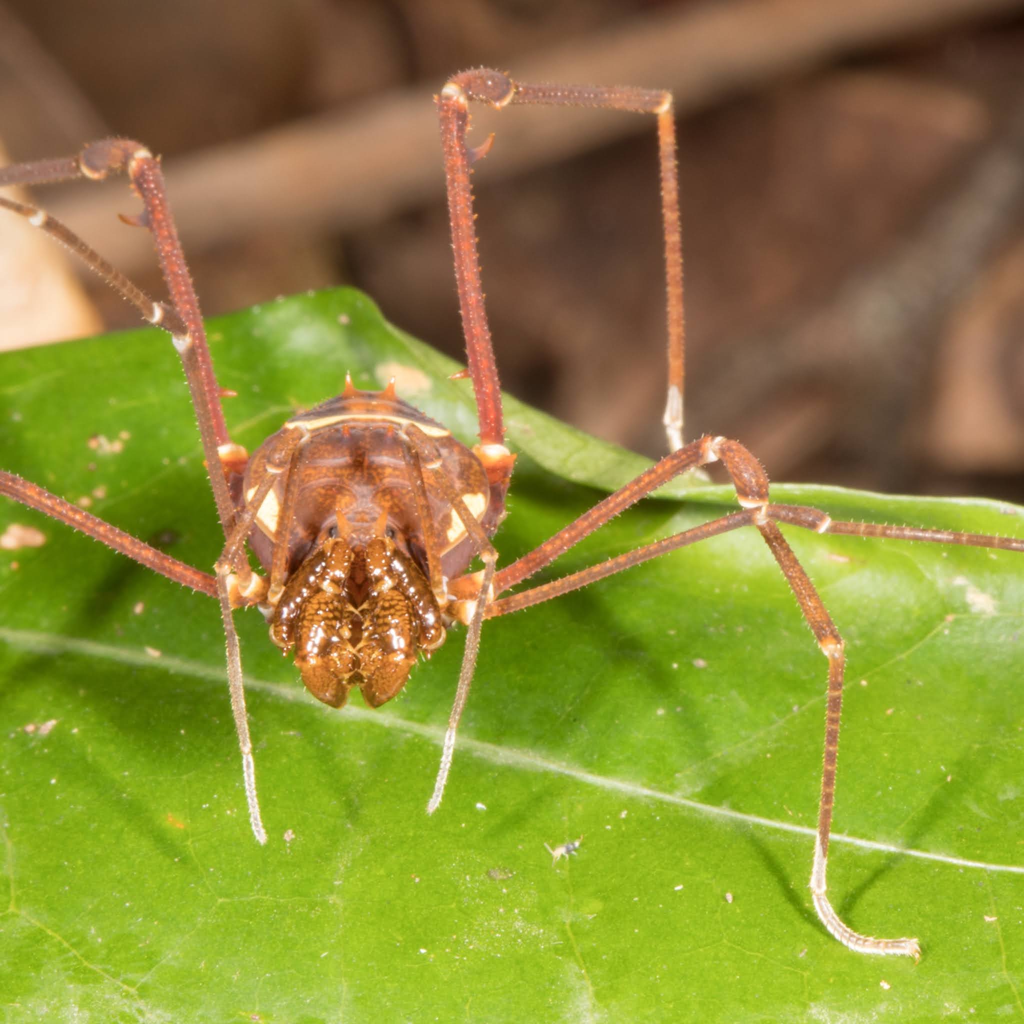 Species New to Science: [Arachnida • 2020] The Phylogeny and Evolution ...