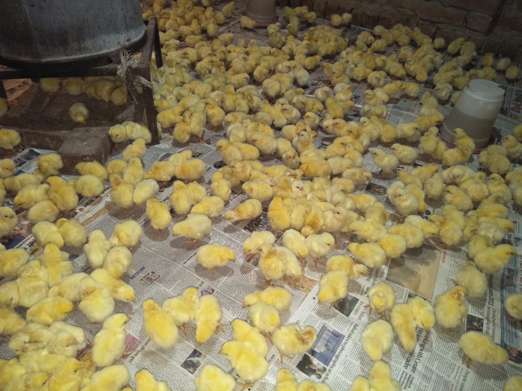 3rd day in Broiler Poultry Training ll Online Broiler Chicken Farming ...