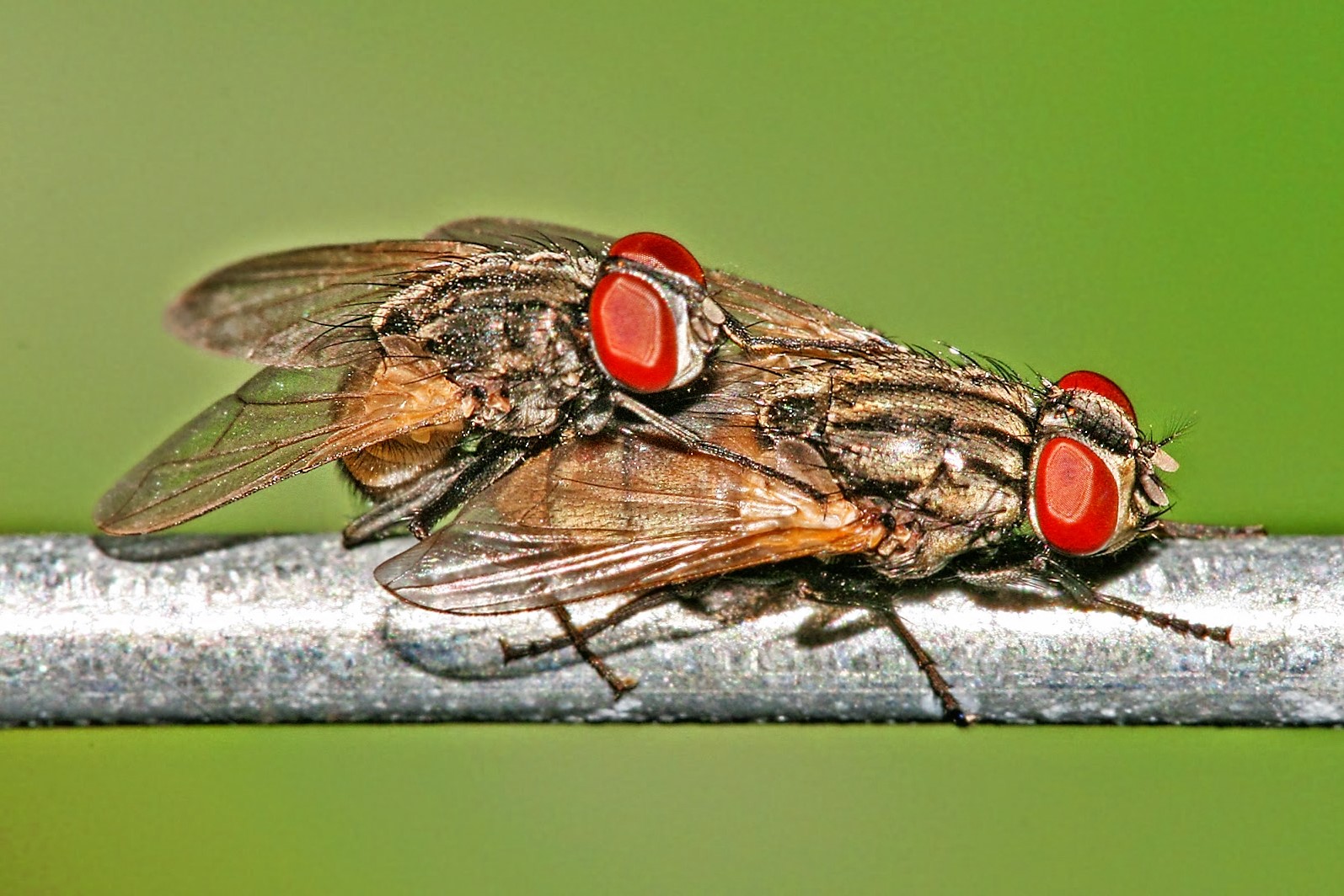 Fieggentrio: Insecten en spinnen