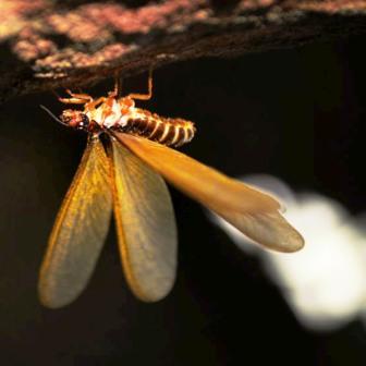 Manfaat serangga laron