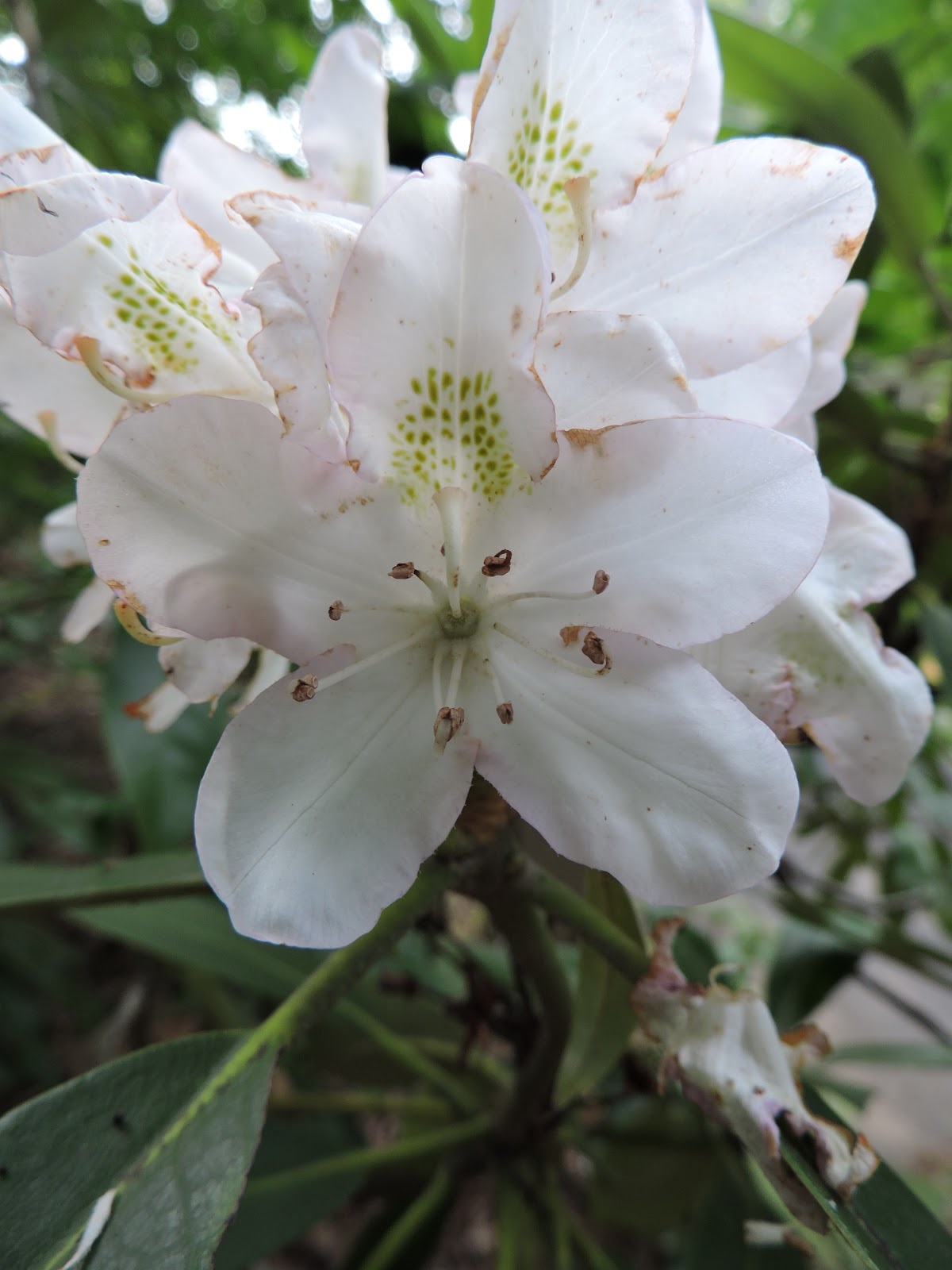 Capital Naturalist by Alonso Abugattas: Rosebay Rhododendron - Great Laurel