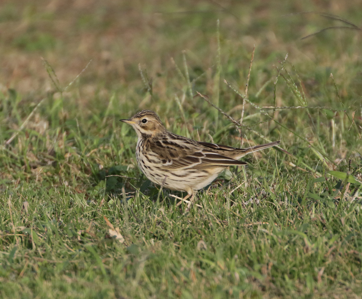 BIRDING - Kyoto, Kansai and Japan: Tree and Red-throated Pipits