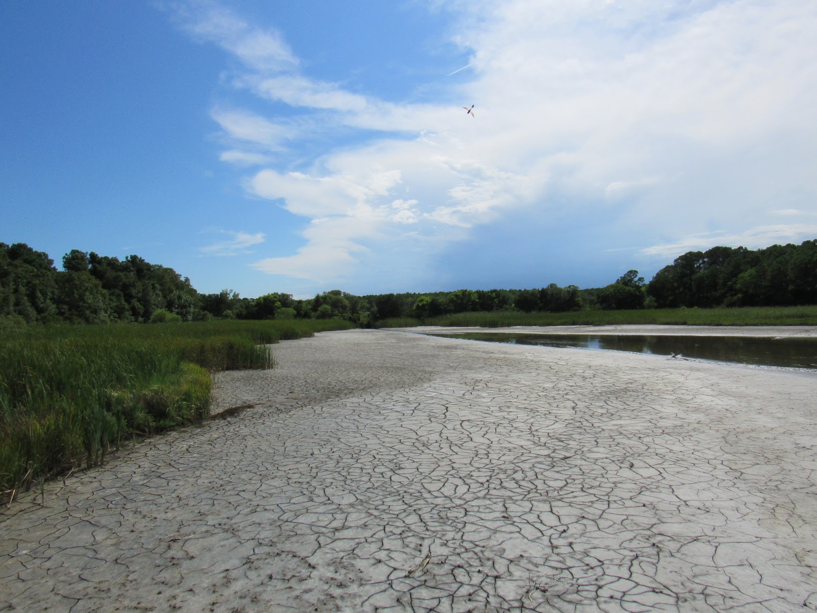 Exploring New Places: South Carolina's Salt Marshes and Tidal Creeks